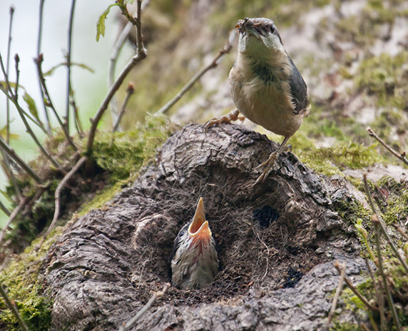 Cheap Car Insurance in Peachtree City, GA | Southern Harvest Insurance